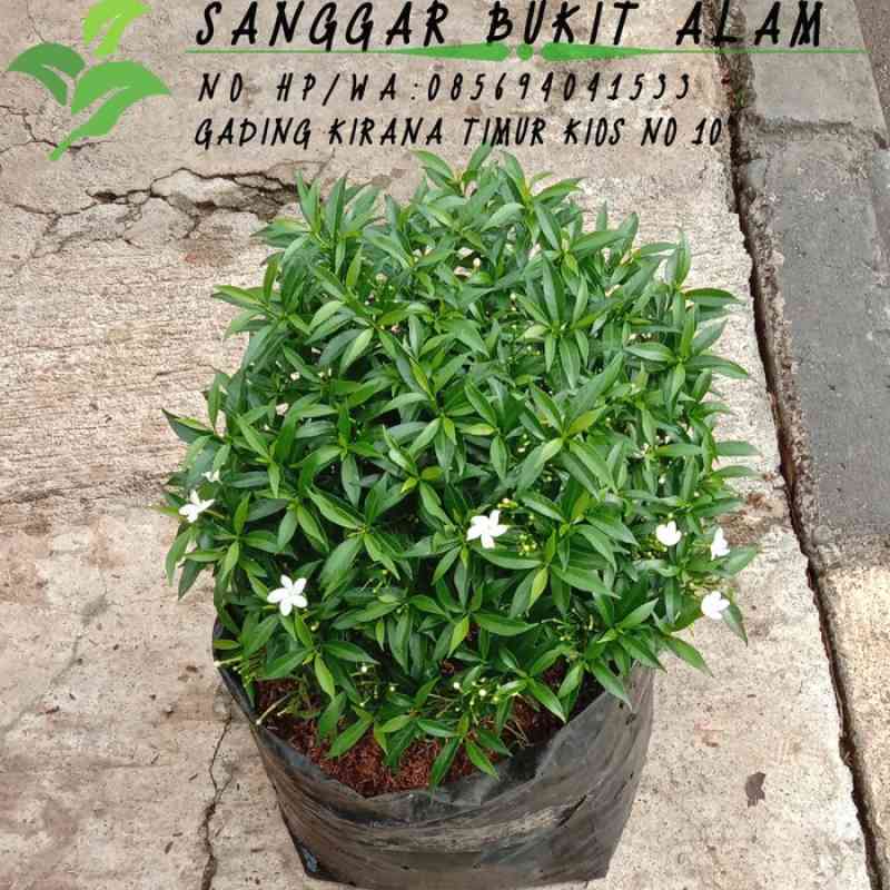 Jual Tanaman Hias Bunga Sabrina/melati Rombusa Putih Di Seller Silakan ...