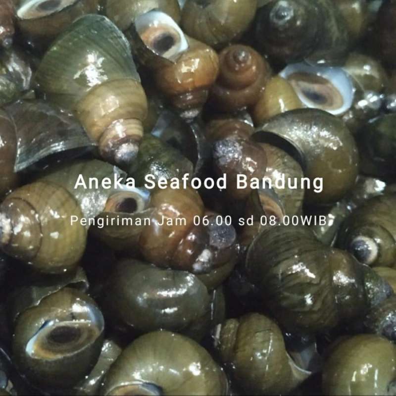Jual TUTUT SIPUT GONDANG SEGAR 1.0kg di Seller ANEKA SEAFOOD BANDUNG - Kota Bandung, Jawa Barat ...