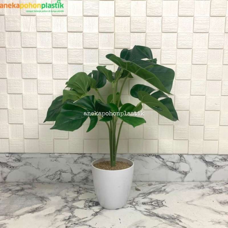 Jual Tanaman Daun Monstera Variegata Hijau Polos X9 Semi Latex Vas ...