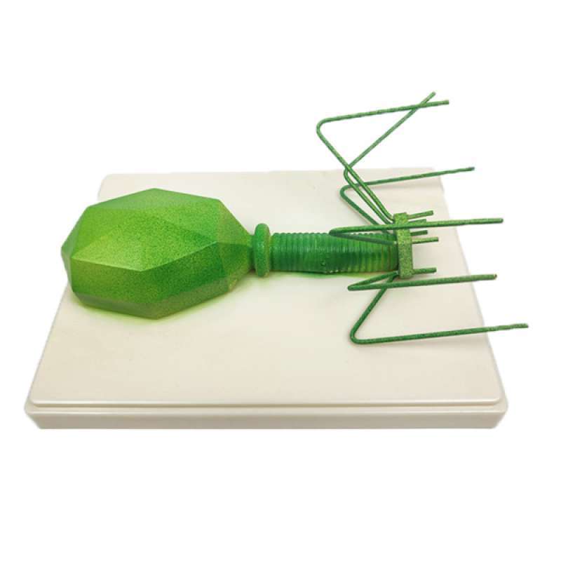 Jual OEM Class Biology Specimen Model Bacteriophage Germ Experiment ...