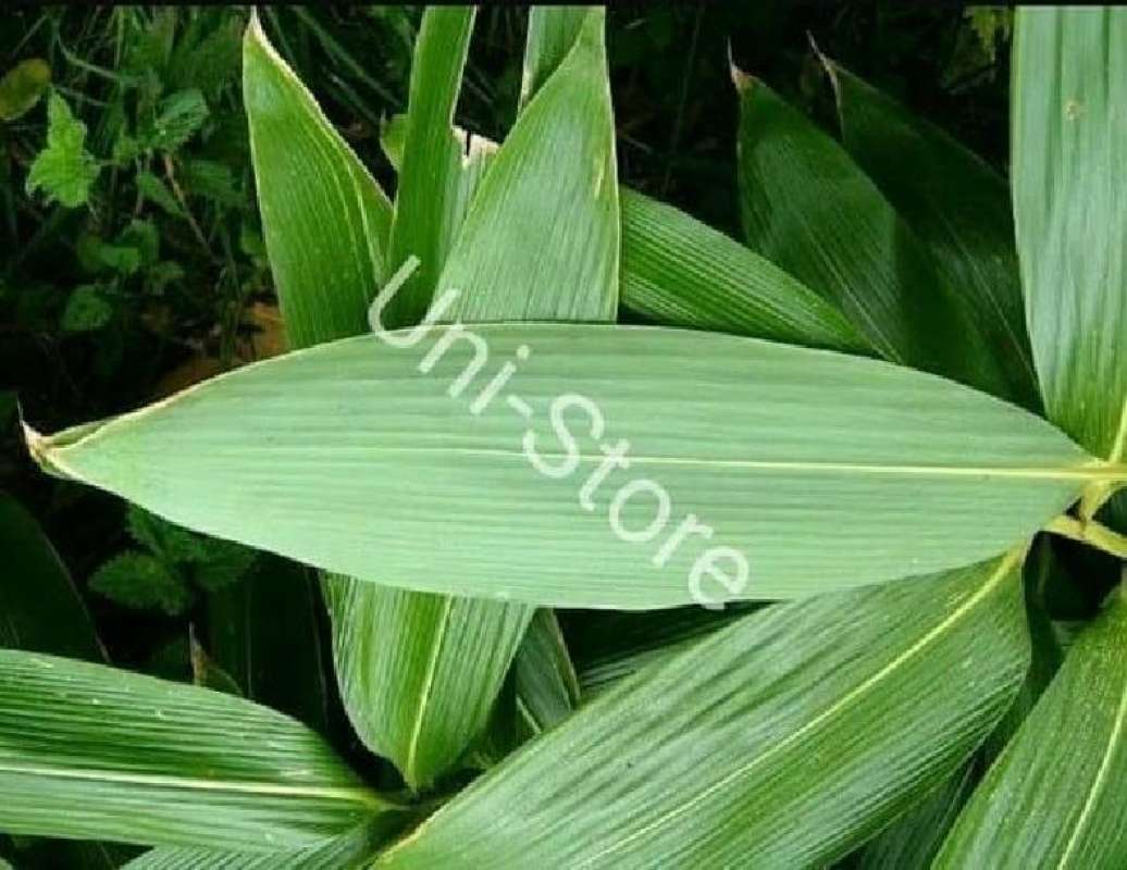Jual Daun Bambu - Daun Lebar Dan Panjang Untuk Bacang Ready Stok di ...