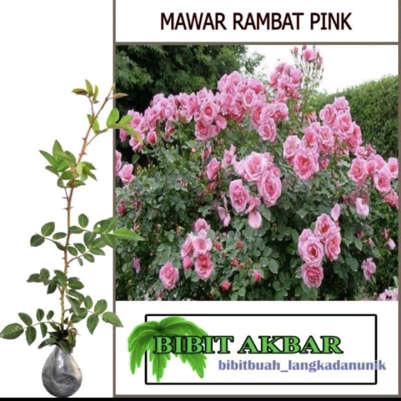Jual Bibit Bunga Mawar Rambat Pink Di Seller Bibitakbar - Sidomulyo ...