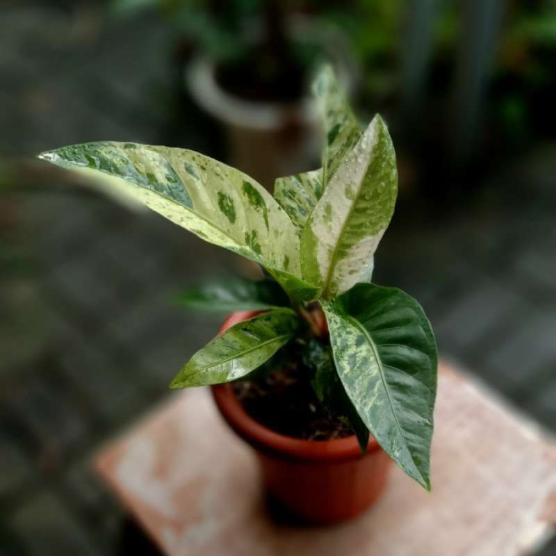Jual anthurium hookeri compakta varigata di Seller Bikin Iri Tetangga ...