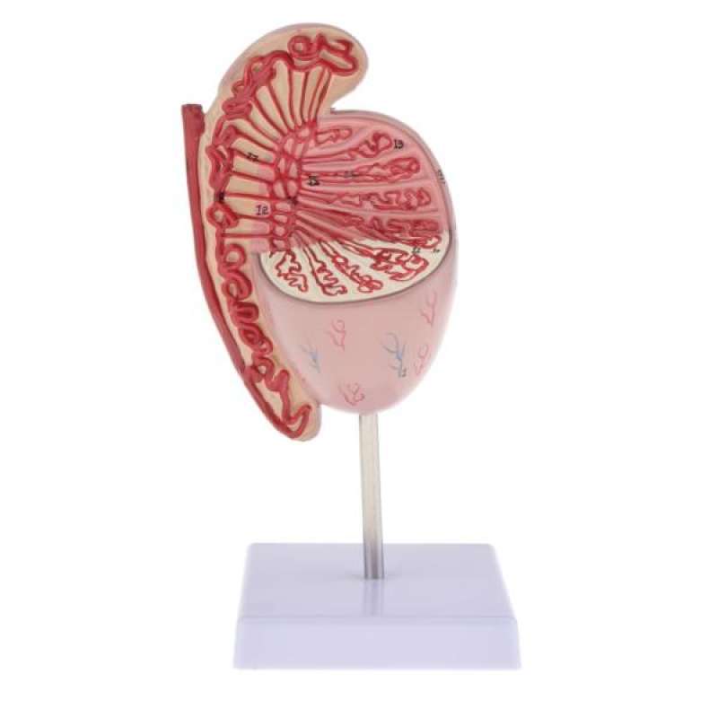 Jual OEM Testes Human Organs Model Internal and External Model for ...