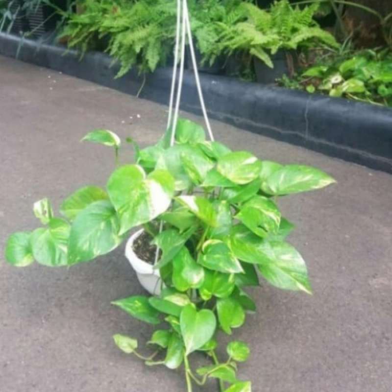 Promo Paket 2 Pot Tanaman Gantung Sri Gading Rimbun Variegata & Lemon+ ...