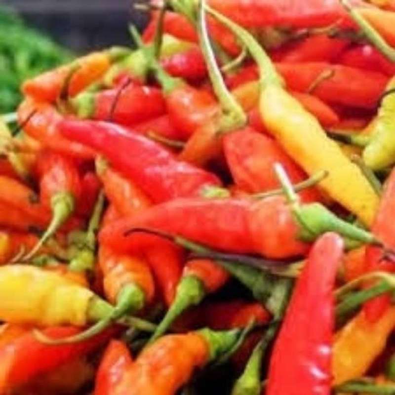 Jual Burung Cabe Terbaru - Harga Promo Februari 2024 | Blibli