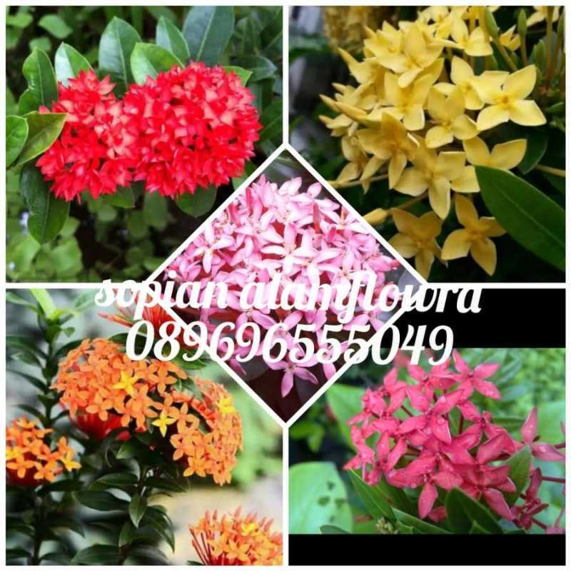 Jual Tanaman Hias 20 Pohon 5 Jenis Bunga Asoka - Asoka Mini Di Seller ...