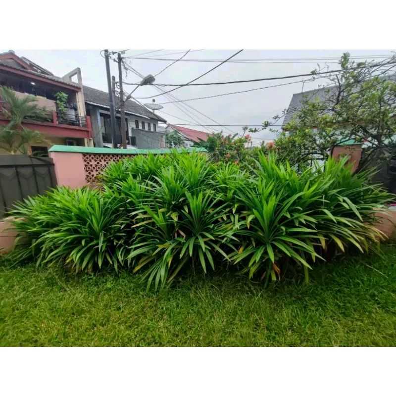 Promo Daun Pandan / Pandan Wangi Jumbo 8pcs 100% Fresh Petik Langsung ...