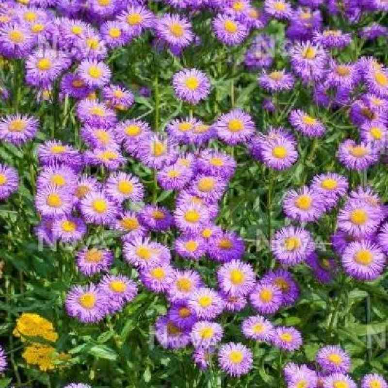 Jual Benih Biji Fleabane Daisy Seed Erigeron Speciosus Bunga Cantik di ...