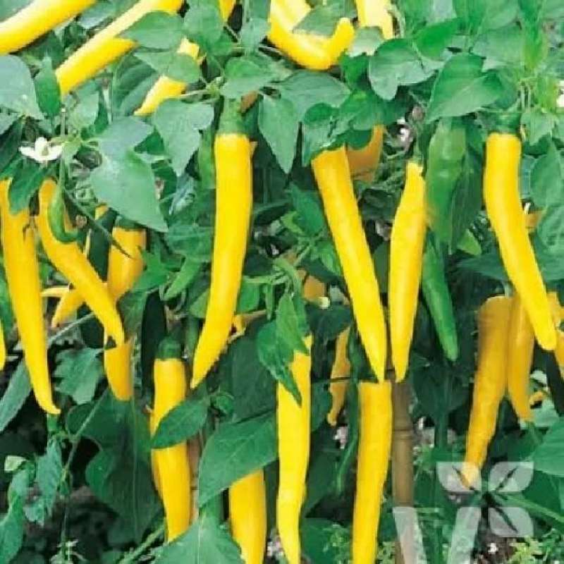 Jual Bibit / Benih / Seeds Cabe Kuning Yellow Long Pepper Di Seller ...