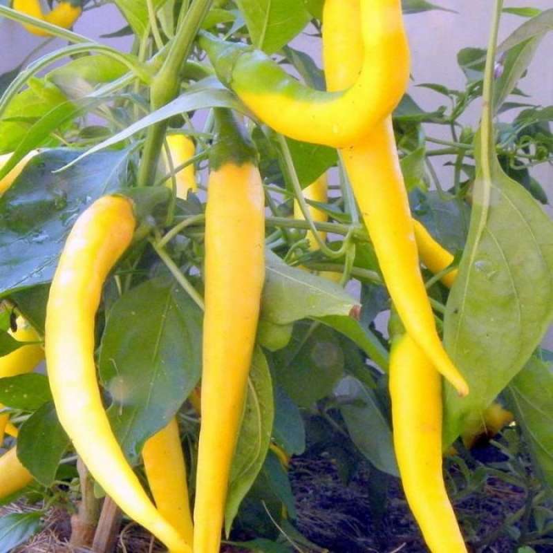 Jual Bibit / Benih / Seeds Cabe Kuning Yellow Long Pepper Di Seller ...