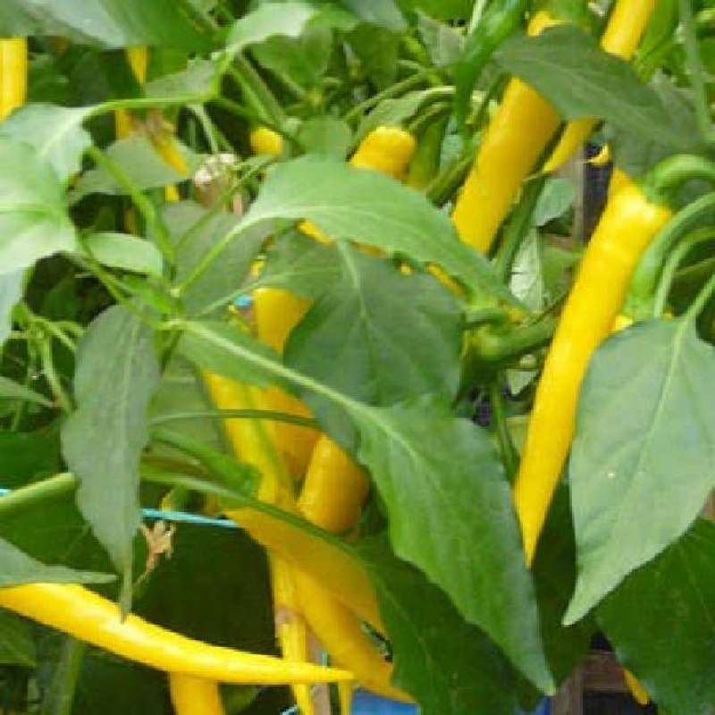 Jual Bibit / Benih / Seeds Cabe Kuning Yellow Long Pepper Di Seller ...