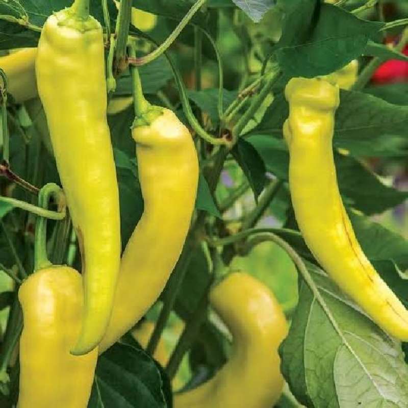 Jual Bibit / Benih / Seeds Cabe Kuning Yellow Long Pepper Di Seller ...