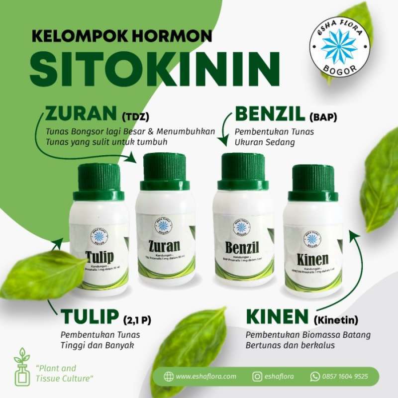 Promo Hormon Benzil / Bap Sitokinin / Kultur Jaringan / 6 Benzyl Amino ...