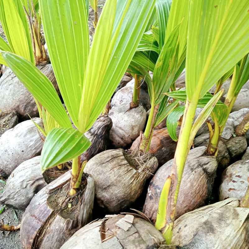 Jual Bibit Pohon Kelapa Gading Kuning Di Seller Gelora Media Alam ...