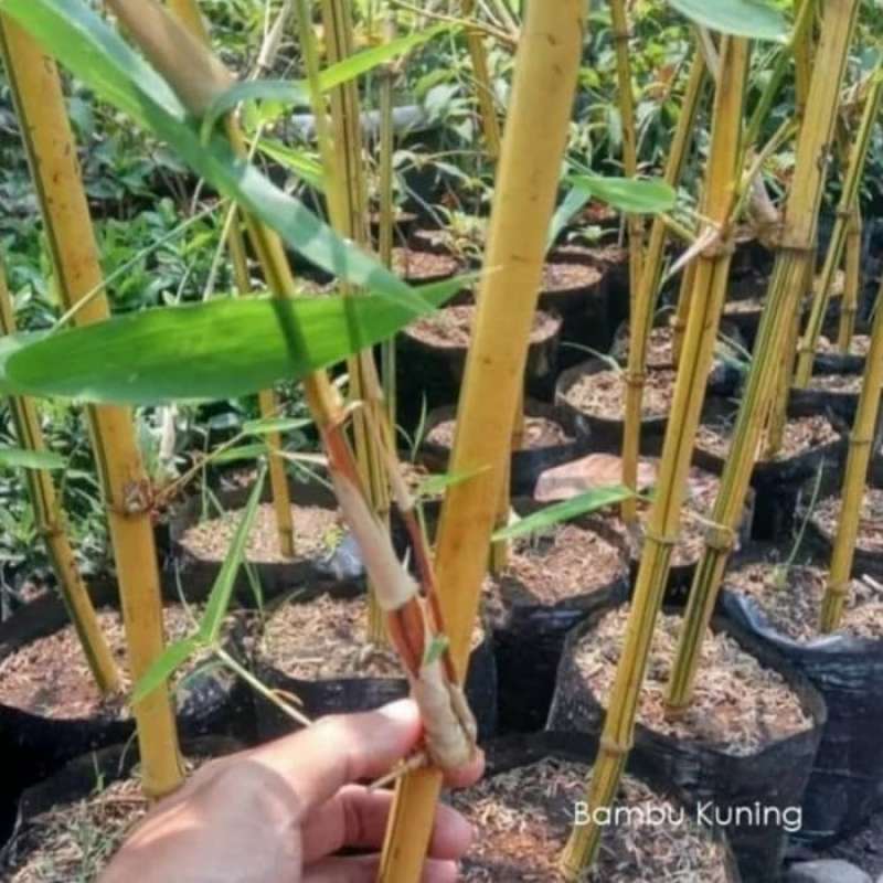 Promo Jual pohon bambu kuning per batang|Tanaman hias bambu kuning ...