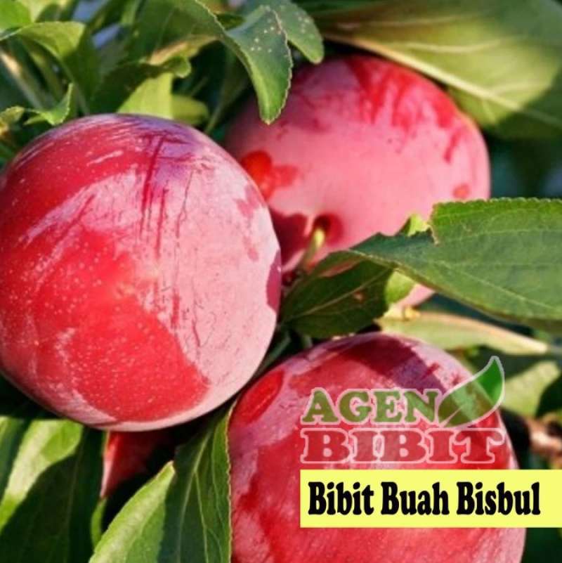 Jual Bibit Pohon Buah Bisbul Bisbull - Tanaman Mentega Unik Langka di ... Jual Bibit Pohon Buah Bisbul Bisbull - Tanaman Mentega Unik Langka di ...