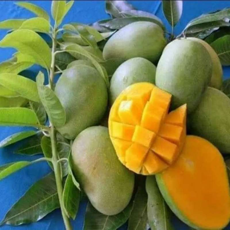 Jual Bibit Buah Tanaman Mangga Madu Anggur di Seller sentra bibit muda ...
