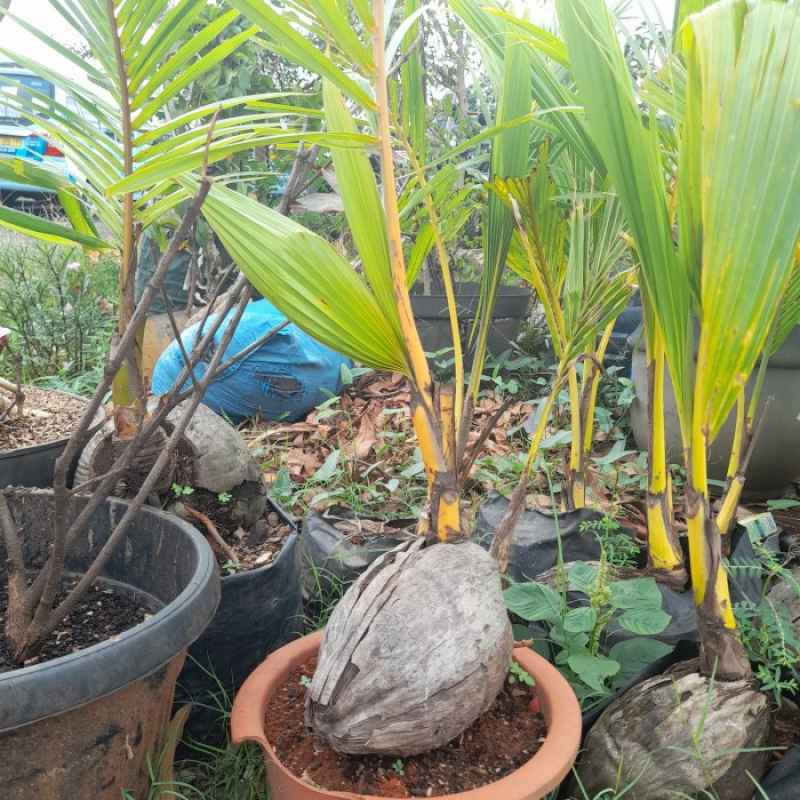 Jual pohon kelapa gading bibit di Seller Bibit delapan - Poh Gedang ...