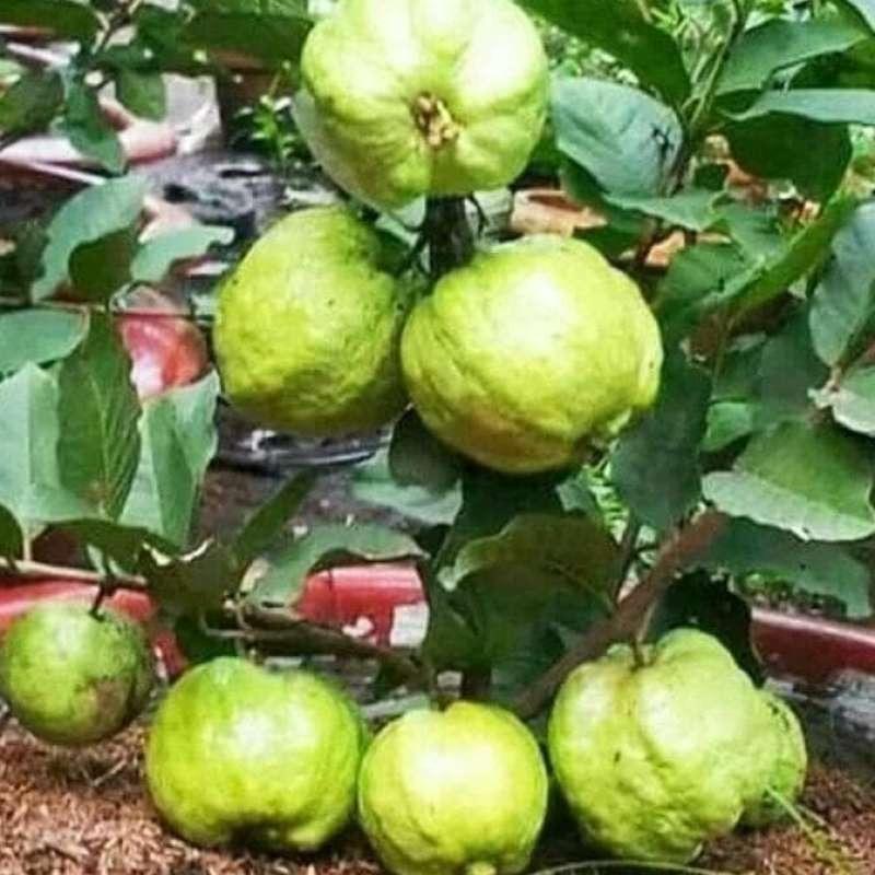 Jual Kw Asli Bibit Tanaman Buah Jambu Kristal Kondisi Berbuah R01 di ... Jual Kw Asli Bibit Tanaman Buah Jambu Kristal Kondisi Berbuah R01 di ...