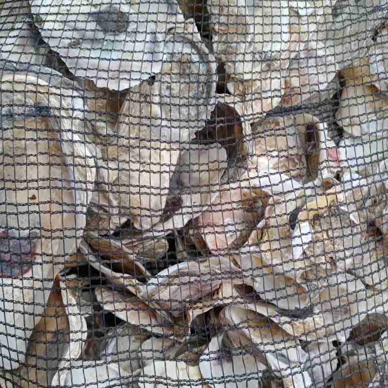 Jual FILTER KULIT KERANG OYSTER BUNGKUS WARING - FILTER KOLAM di Seller ...