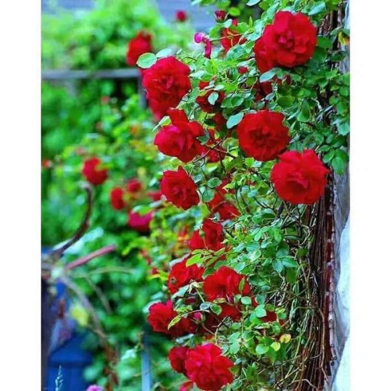 Jual Bibit Tanaman Hias Bunga Mawar Rambat Merah/climbing Rose Di ...