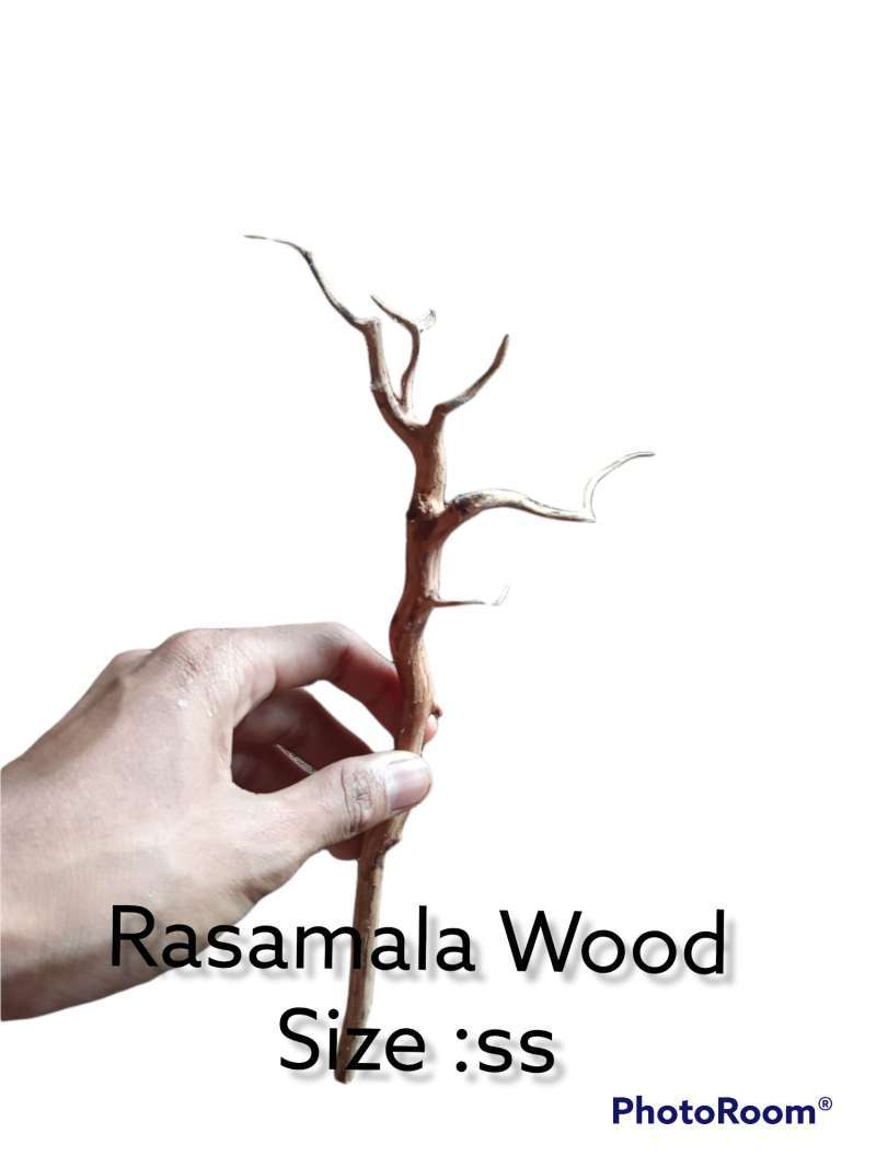 Jual akar Rasamala ukuran ss di Seller Queen aquatic - Curug Bitung ...