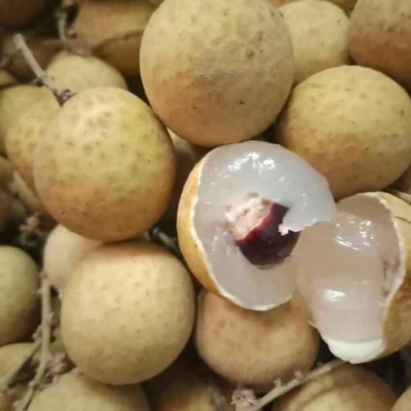 Jual LENGKENG THAILAND 500gram di Seller LISFOOD - Rajeg, Kab ...