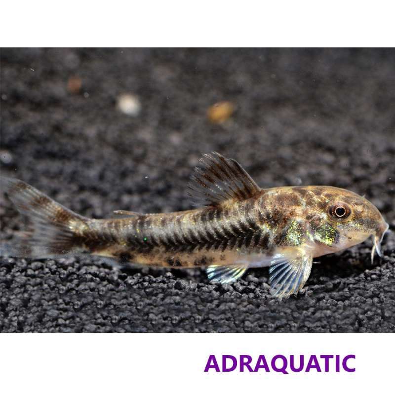 Jual IKAN HIAS ASPIDORAS SPILOTUS DWARF CATFISH CORYDORAS CORY AIR ...