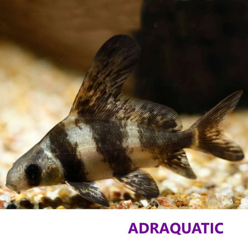 Jual Ikan Hias Chinese High Fin Loach Banded Shark Air Tawar Di Seller ...