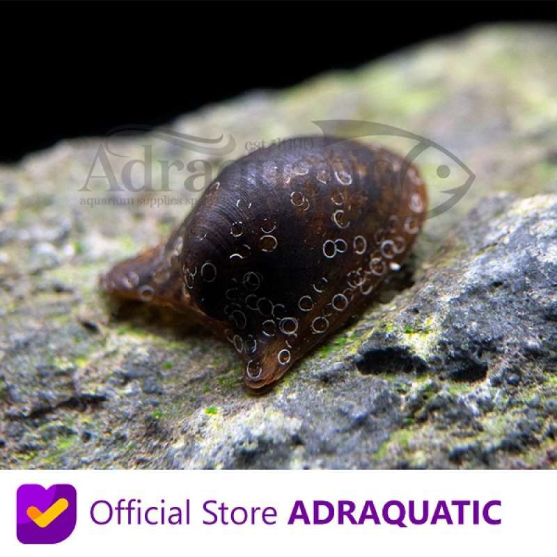 Jual KEONG SUKHOI BATMAN SNAIL ALGAETER ALGAE EATER TURBO AQUASCAPE di ...