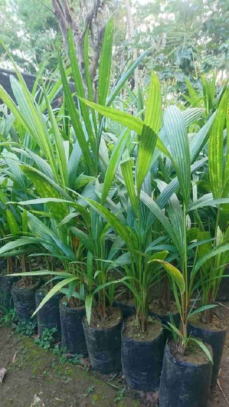 Pohon Pinang Merah