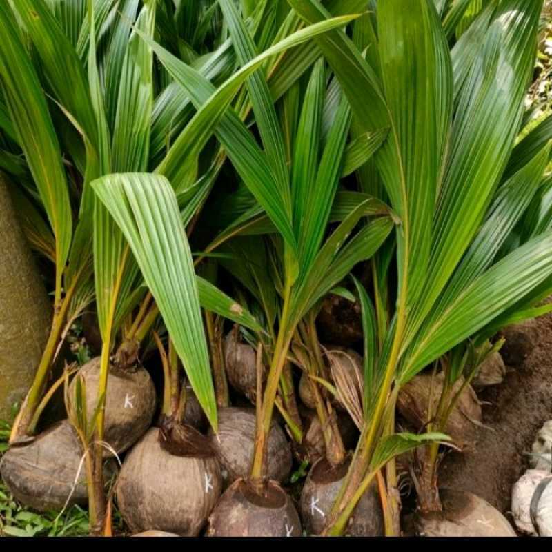 Promo Bibit Tanaman Kelapa Kopyor Diskon 40% Di Seller Bibit Amanah ...