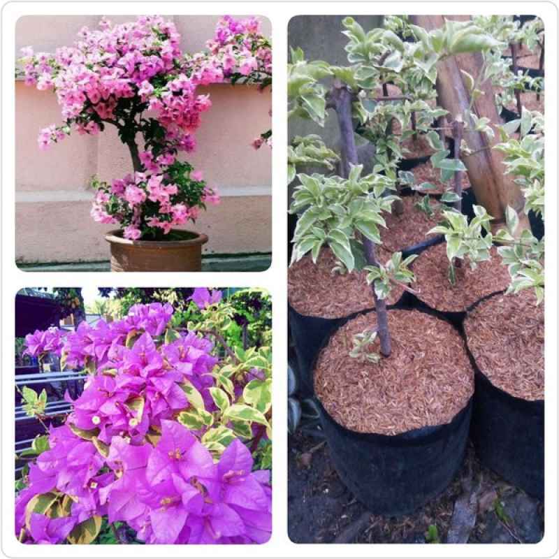Promo Tanaman Hias Bunga Bougenville Varigata Diskon 7% Di Seller Go ...