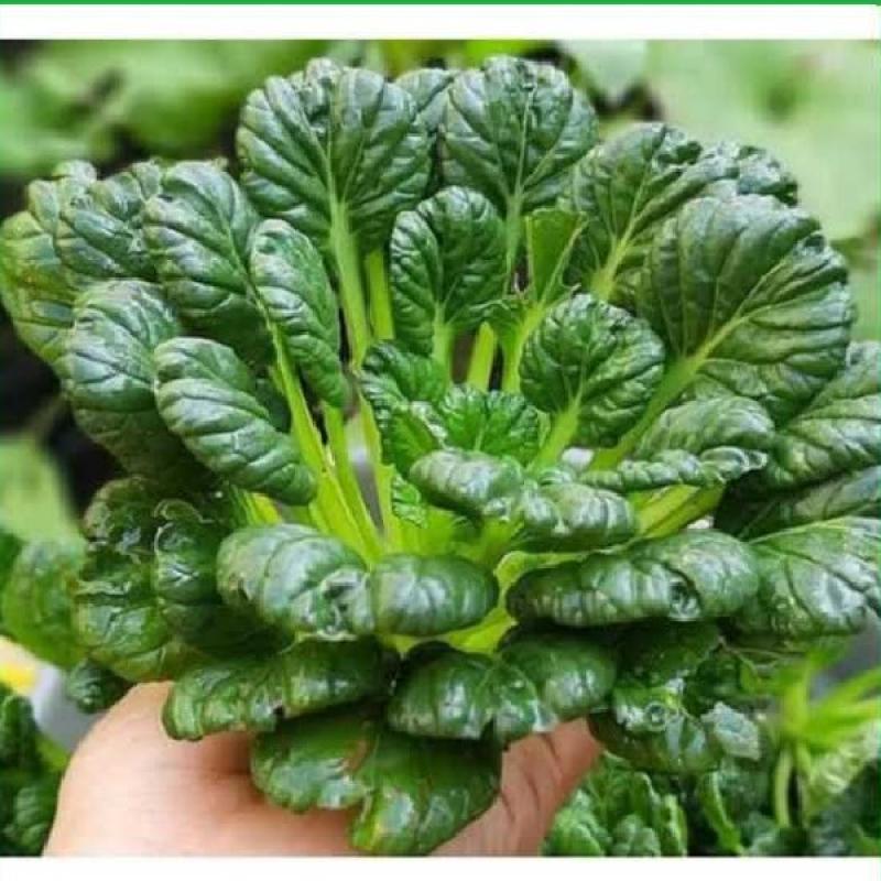 Promo Benih Sawi Pagoda F1 Ta Ke Cai Known You Seed Tatsoi Benih ...