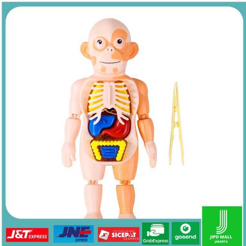 Jual Mainan Anak Anatomi Tubuh 🏷️ Original Terbaru, Terlengkap, & Harga ...