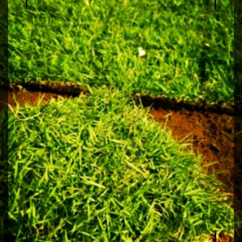 Jual rumput Jepang ukuran 1 meter persegi di Seller Tanaman hias ...