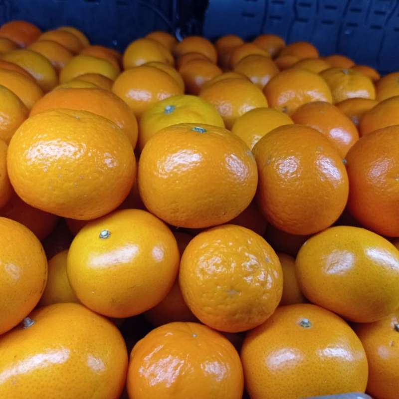 Jual Jeruk Mandarin sweet wogan 1 kg Halal di Seller 99shoppmarket ...