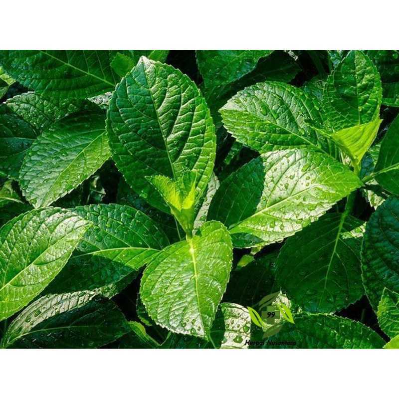 Promo Daun Keji Beling Pecah Beling Strobilanthes crispus Obat Batu ...