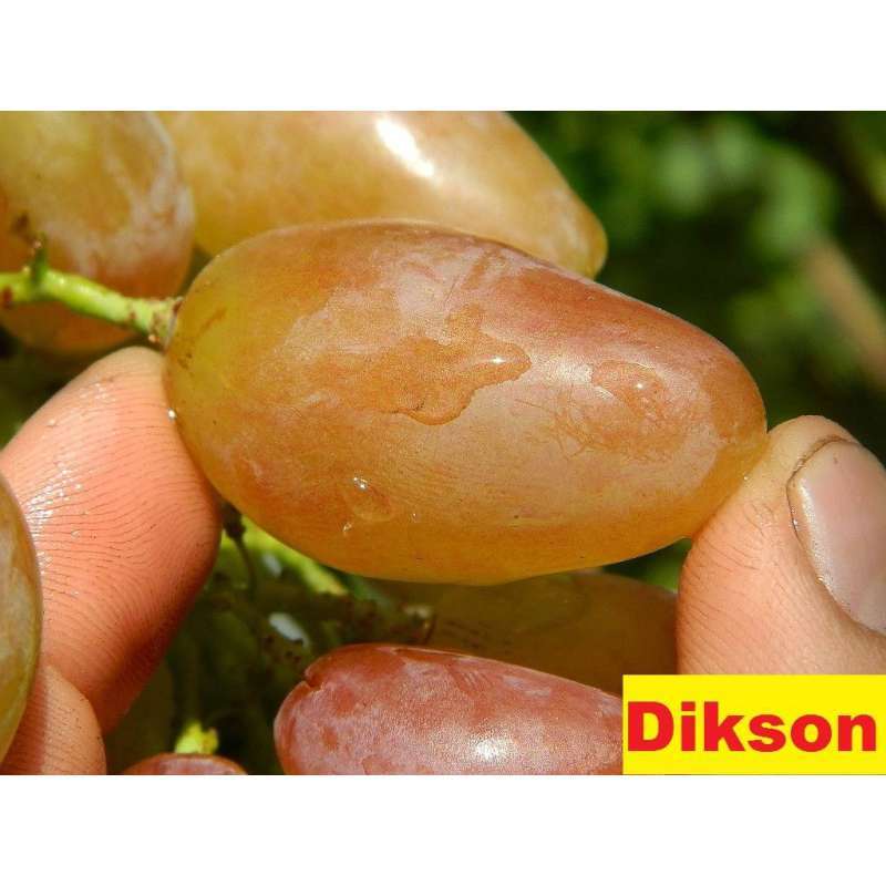 Promo Bibit Tanaman Anggur Import Dixon Grafting di Seller tanaman id ...
