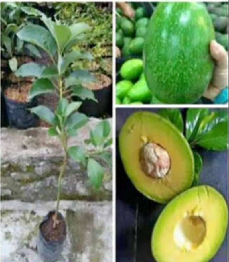 Promo Bibit Tanaman Alpukat Markus Unggulan Diskon 63% Di Seller ...