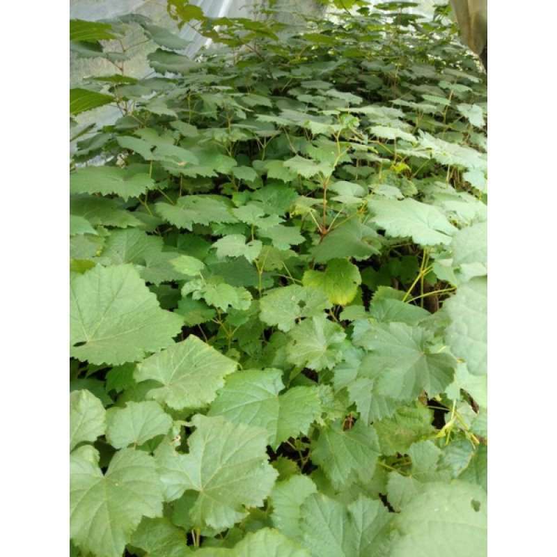 Promo Bibit Tanaman Anggur Green Kualitas Unggul Diskon 51% Di Seller ... Promo Bibit Tanaman Anggur Green Kualitas Unggul Diskon 51% Di Seller ...