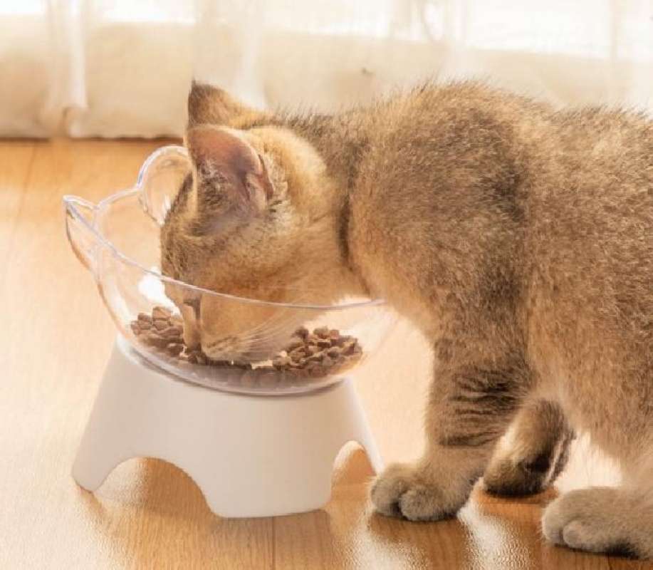Jual Tempat Makan Kucing Bening Model Kucing - Tempat Makan Kucing ...
