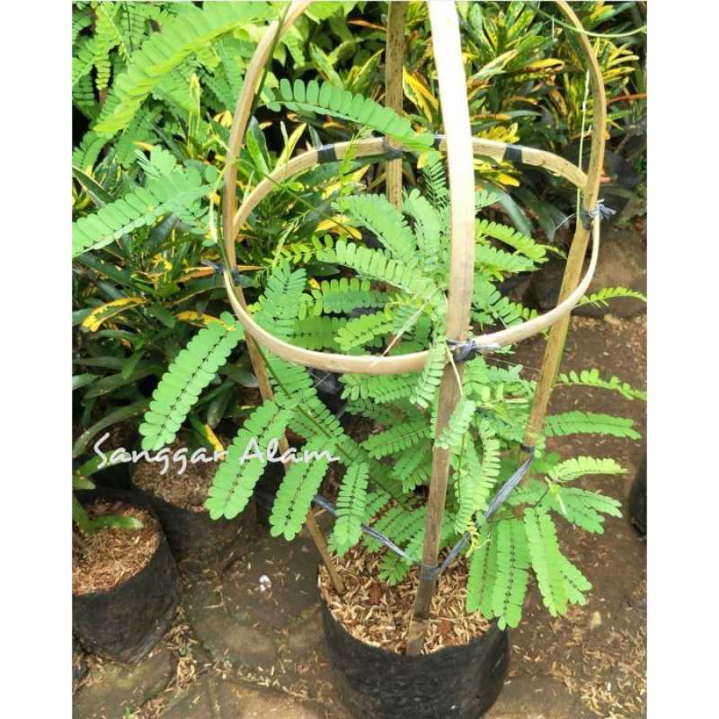 Jual tanaman daun saga/daun saga/tanaman obat/tanaman herbal + pot di ...