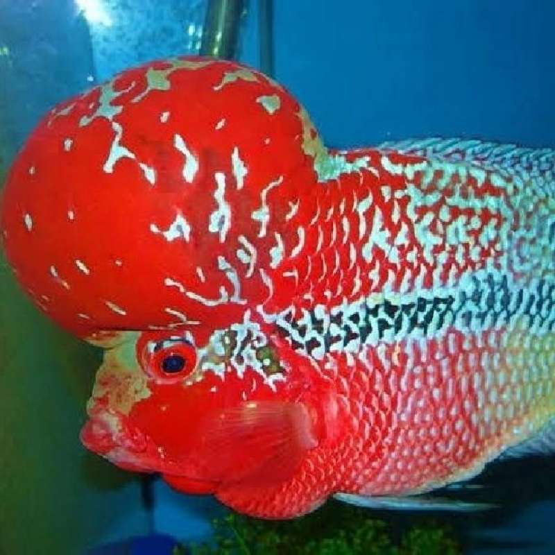 Jual Promo Ikan Louhan Super Red Dragon Srd Gen Ori Thailand Size 2 4