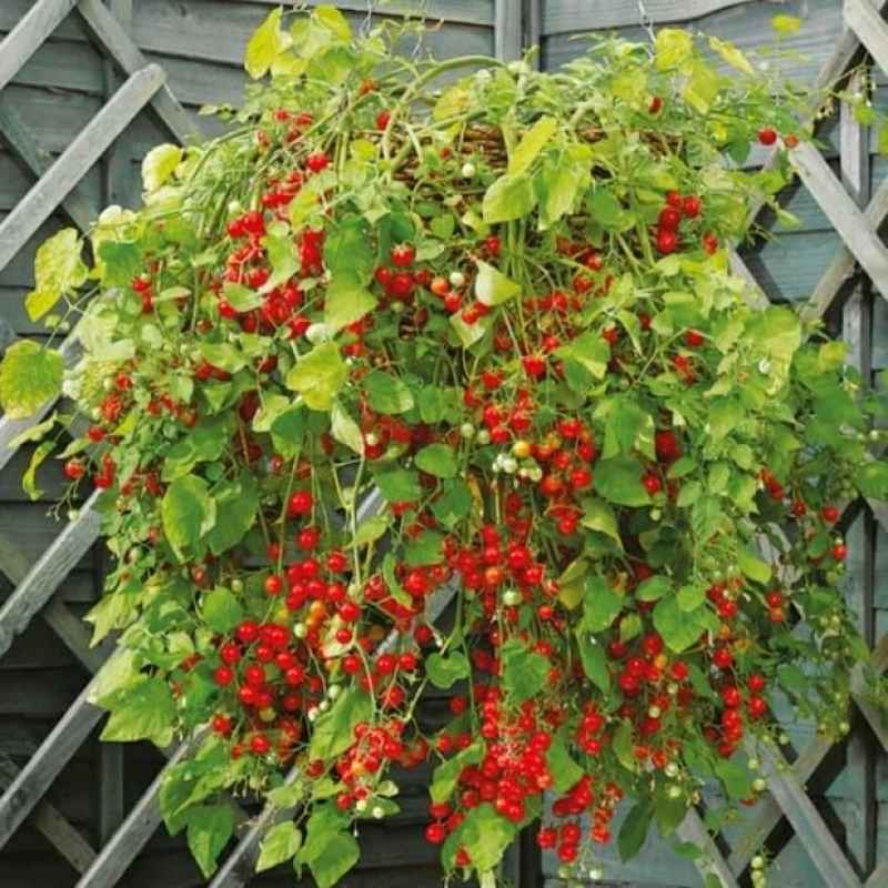 Jual Tanaman Buah - Pohon Tomat Cherry (BUKAN BIJI) di Seller ...