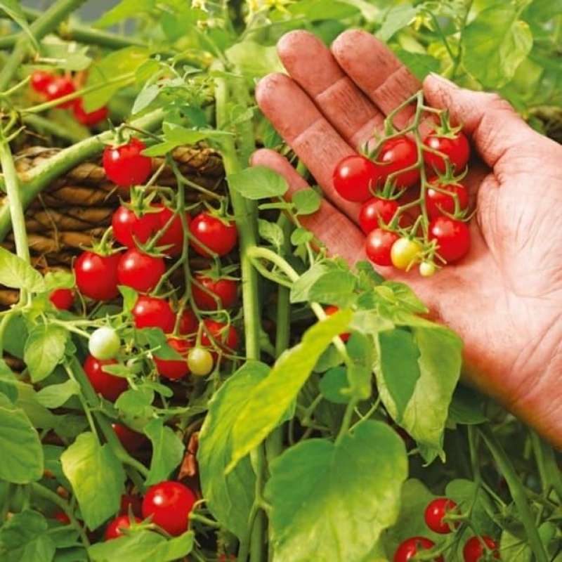 Jual Tanaman Buah - Pohon Tomat Cherry (BUKAN BIJI) di Seller ...