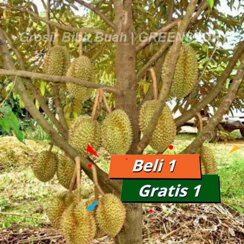 Pohon Durian Bawor