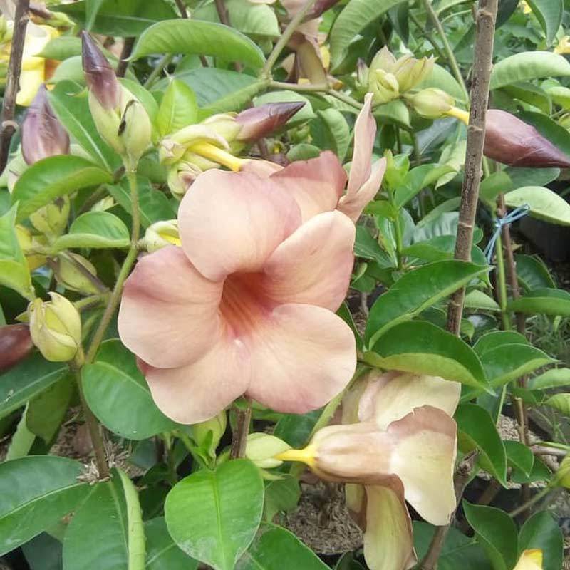 Jual Sutris Bibit Bunga Rambat Alamanda Coklat Tanaman Hias di Seller ...