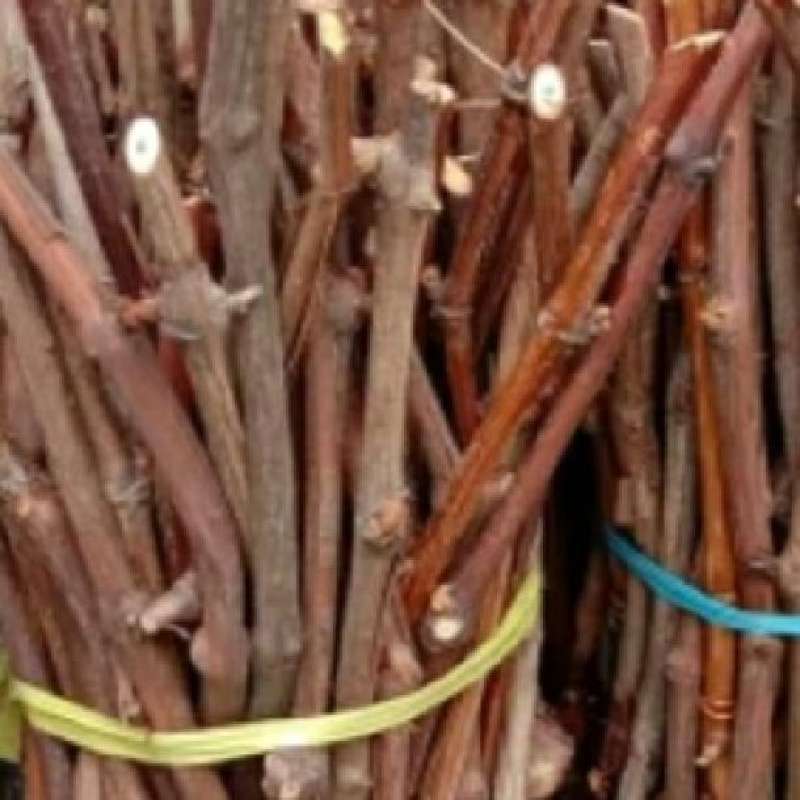 Jual 5 batang grafting batang bawah angurr bibit isabel di Seller ...